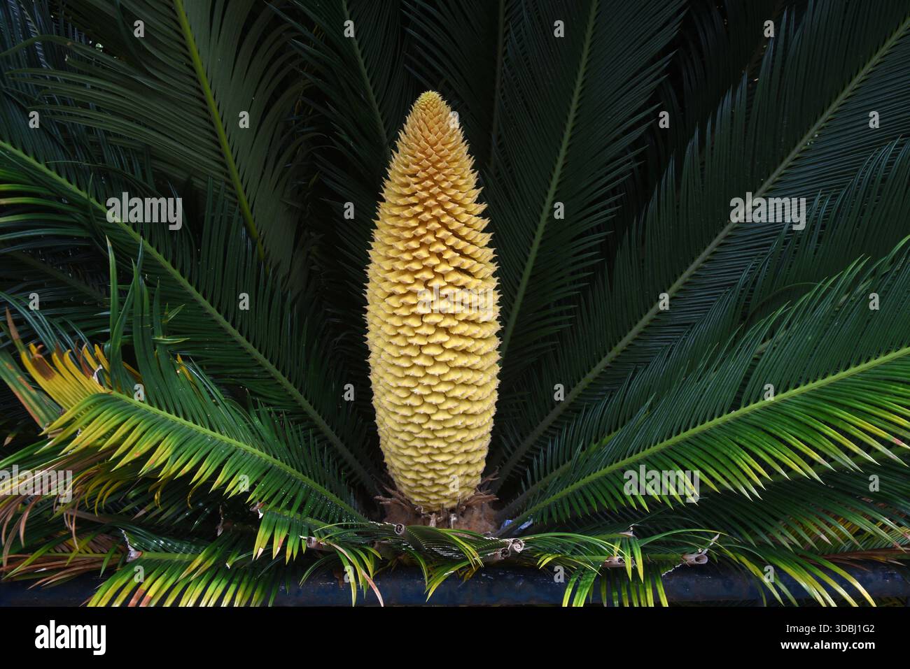 Cycad flowers. Cycadaceae dioecious shrub. The flowering season is ...