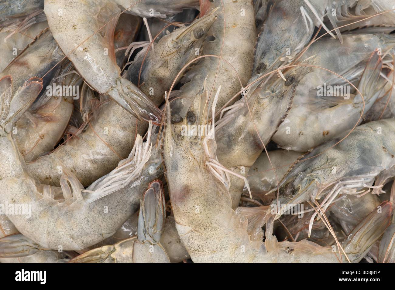 Fresh vannamei shrimp prawns seafood texture background. Pacific white ...