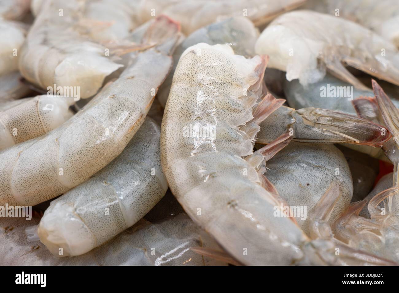 Fresh vannamei shrimp prawns seafood texture background. Pacific white ...