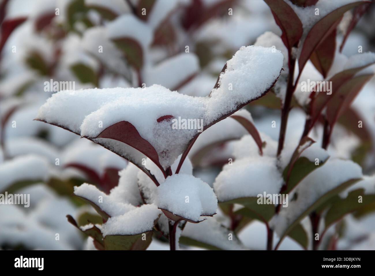 Snow scenery in Weihai City, east China's Shandong Province, 14 ...