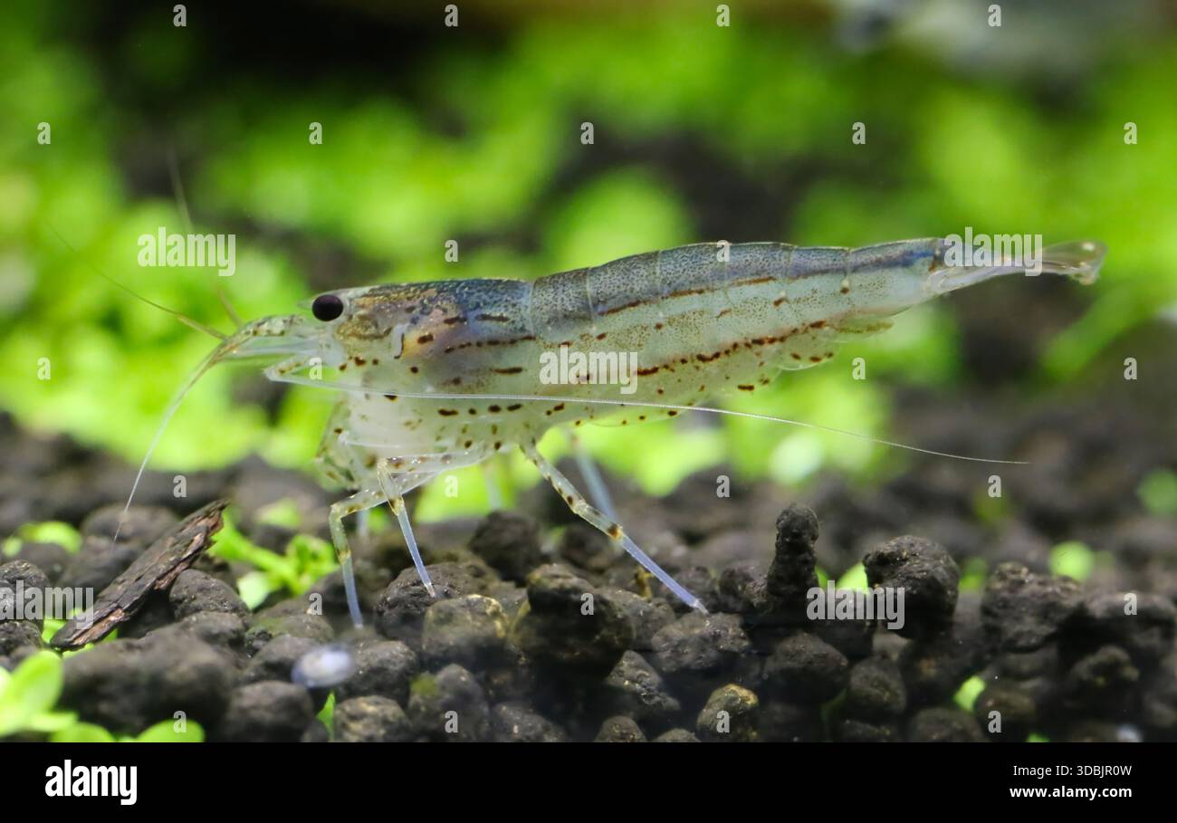 Yamato shrimp on java moss in a planted aquarium Stock Photo - Alamy