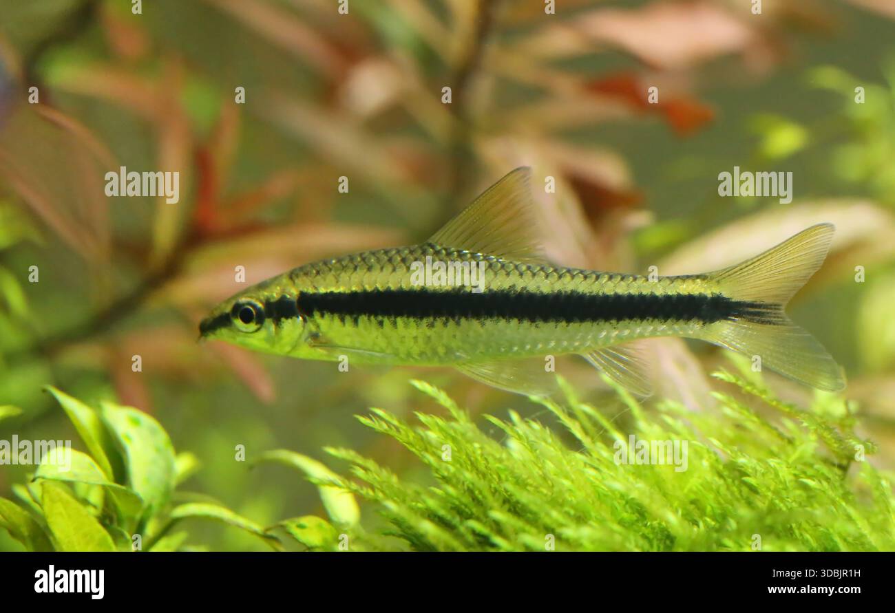 Algae eater fish hi-res stock photography and images - Alamy