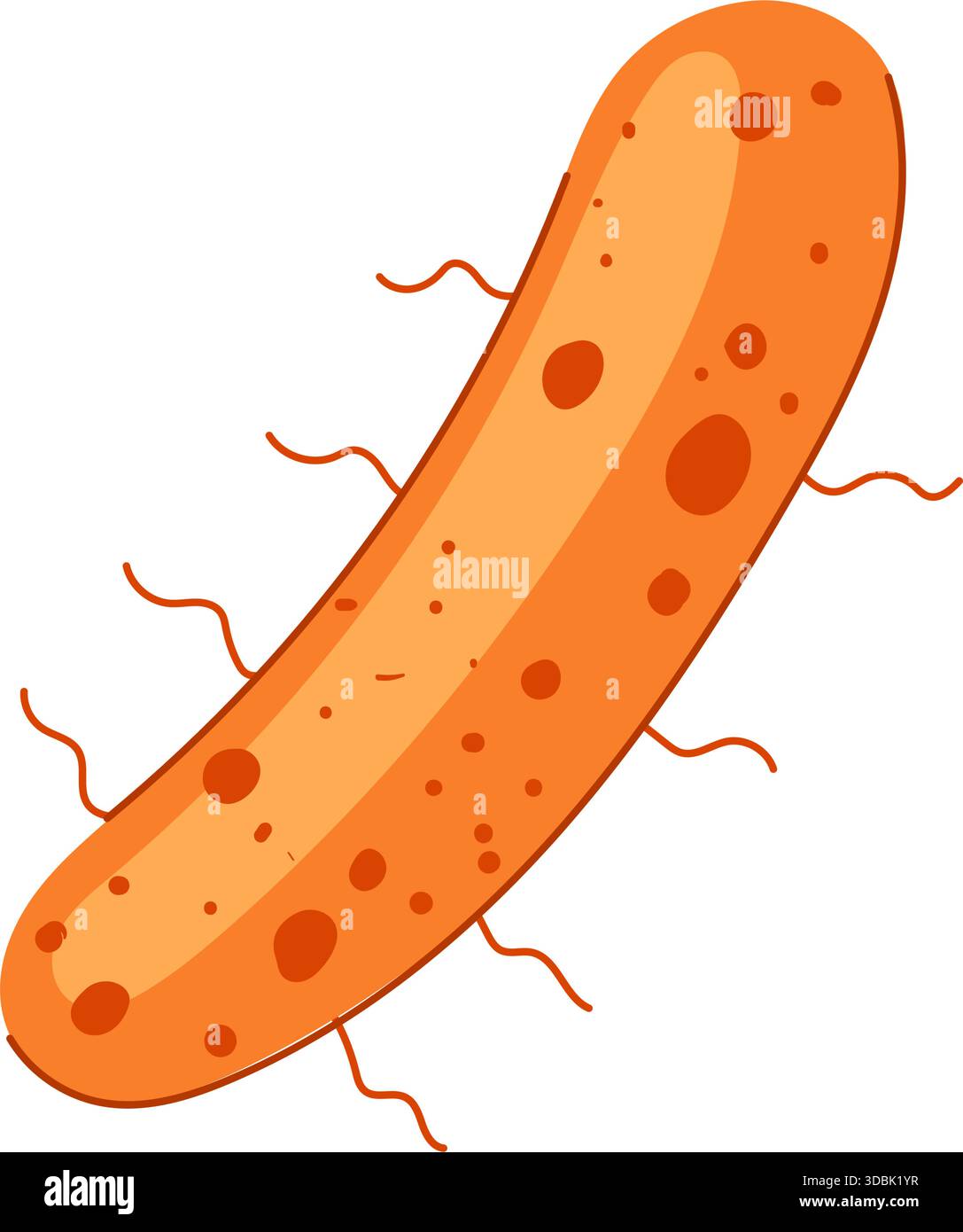 Lactobacillus bacterium representing healthy human gut microbiome Stock ...