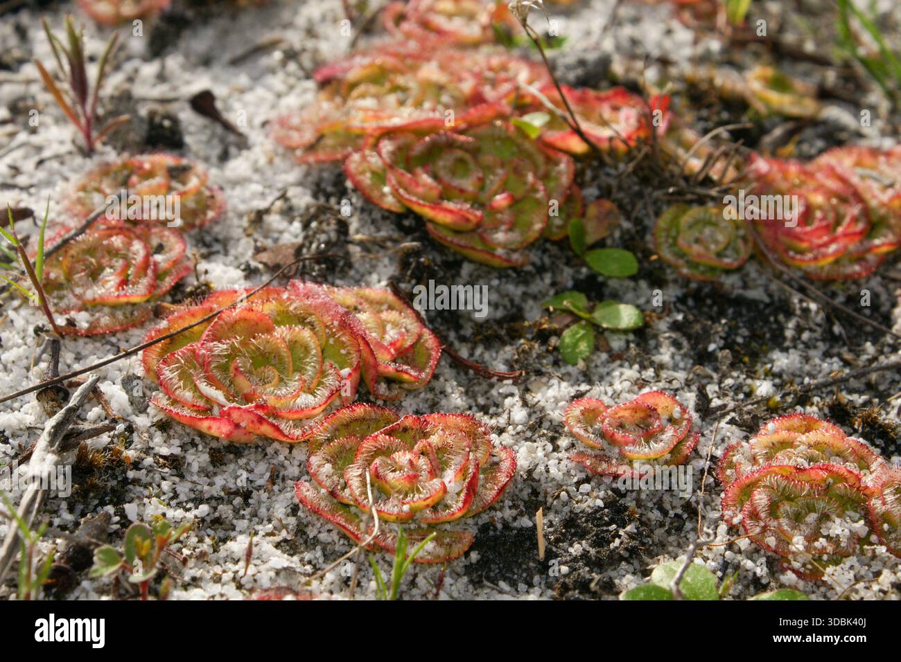 Rosettes painted hi-res stock photography and images - Alamy