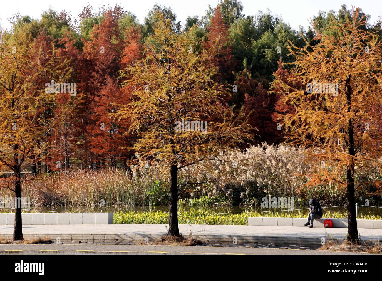 Winter scenery of a cedar forest at a park in Shanghai, China, 14 ...