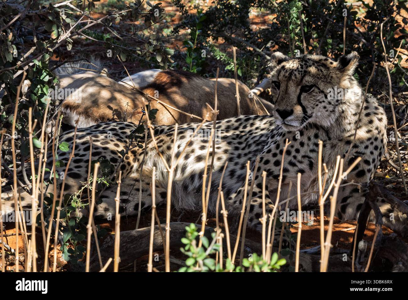 Cheetah, female, with springbok kill for her cubs, Twasulu Kalahari ...