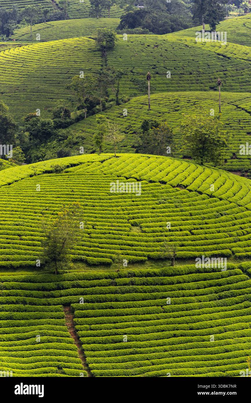 Tea plantation across hillsides hi-res stock photography and images - Alamy