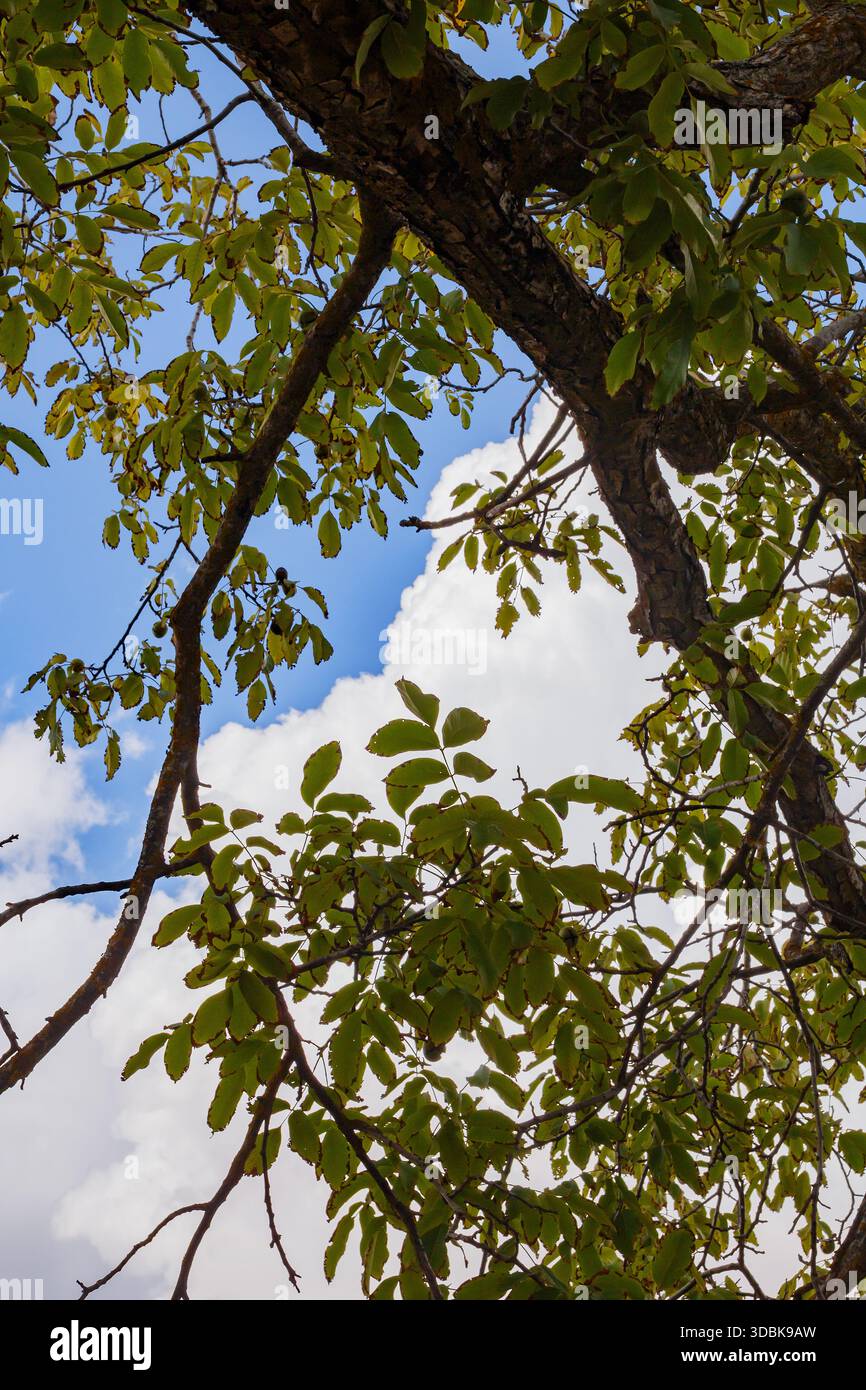 A view looking up through the interlocking branches and leaves of a ...