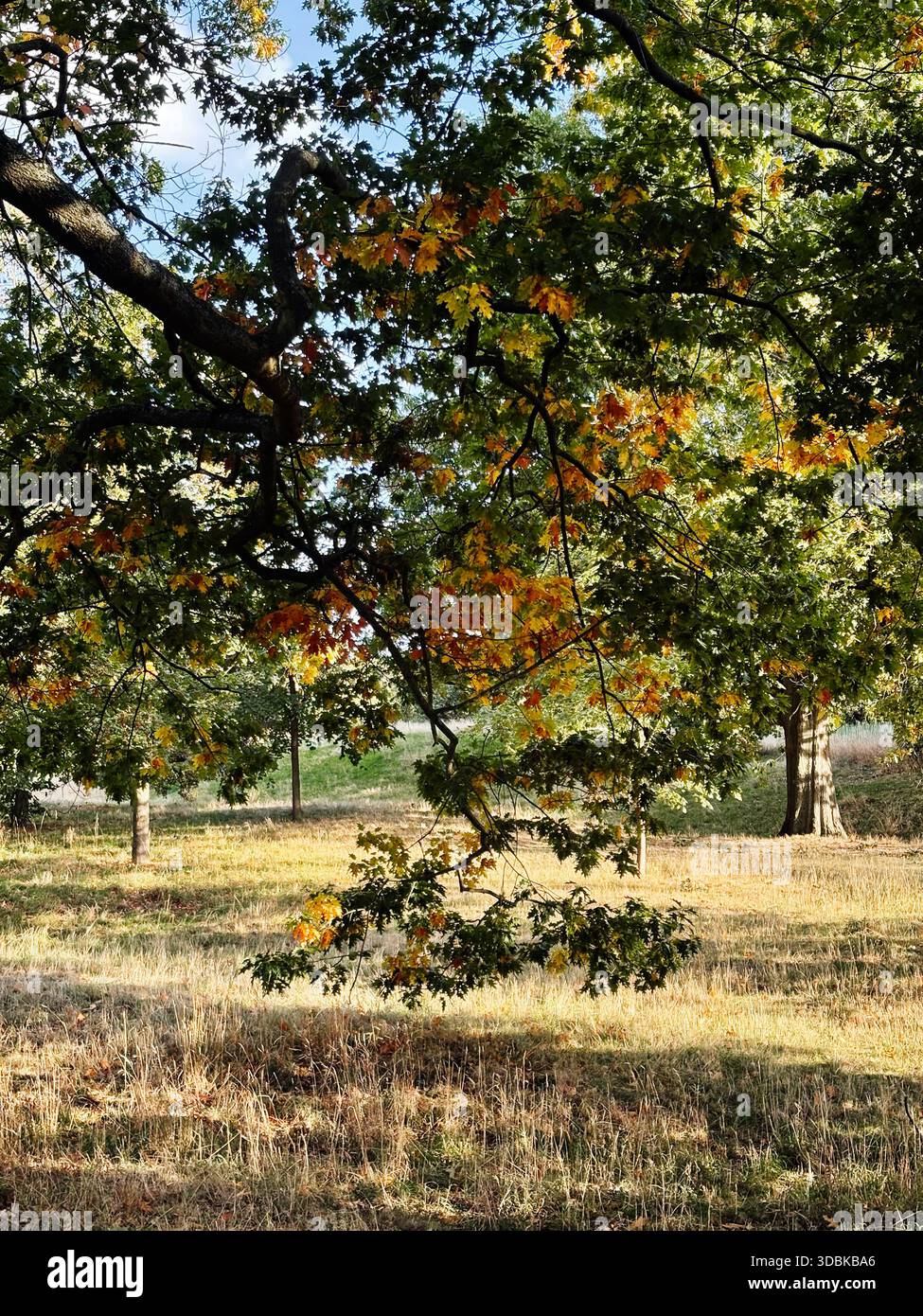 Sunlit canopy and quiet field scene in London park convey calm, natural ...