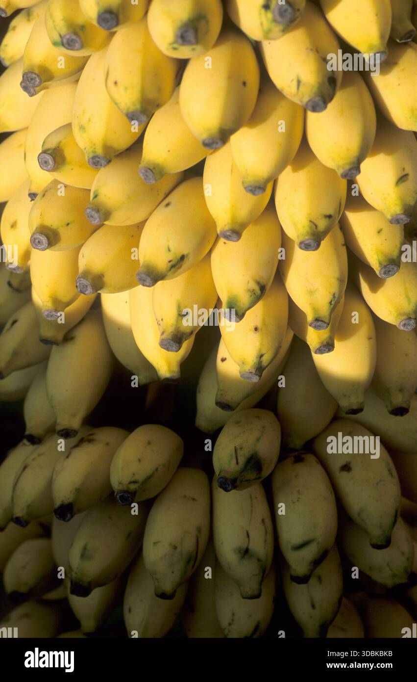 Sunlit bananas hi-res stock photography and images - Alamy