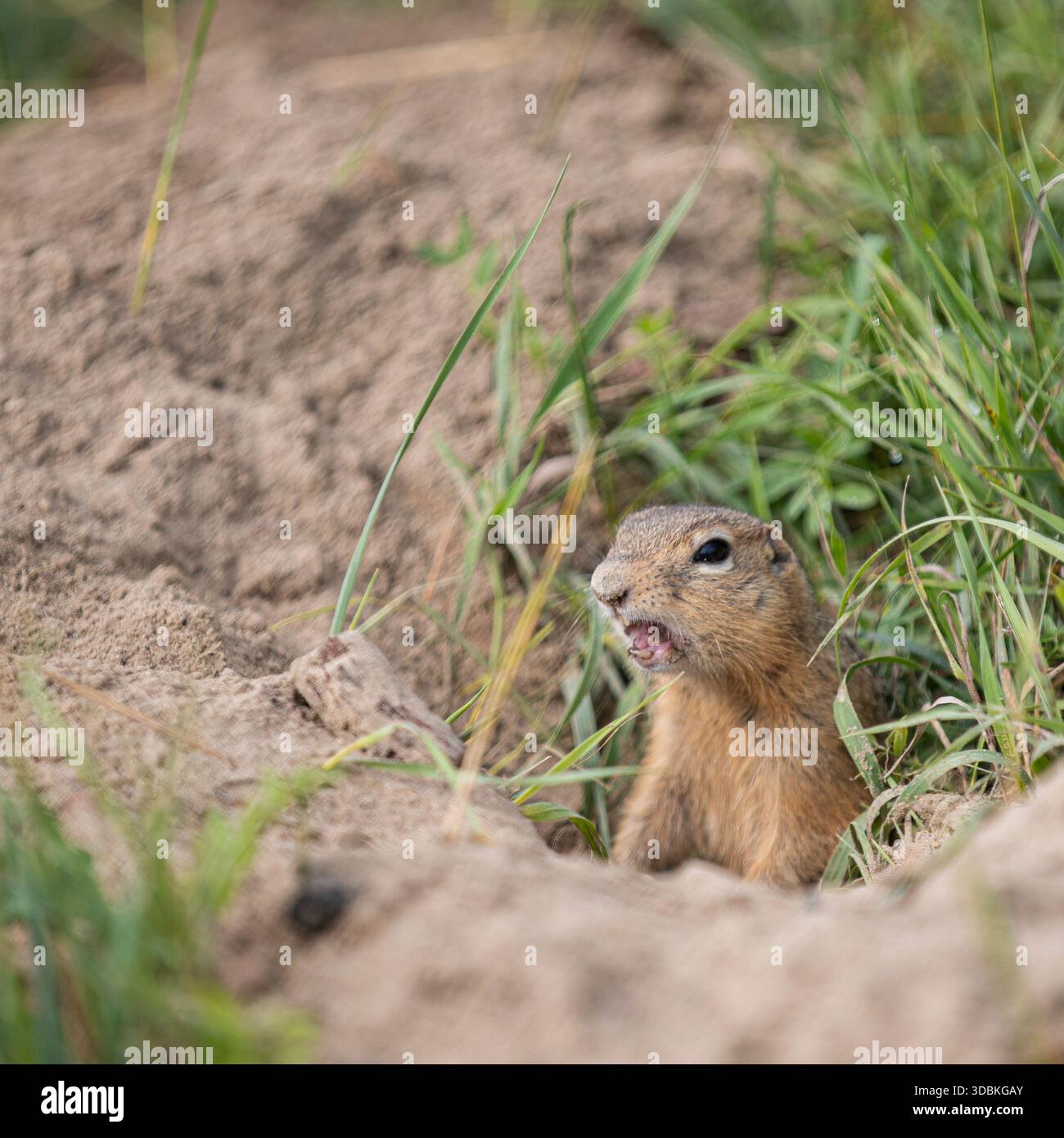 Ground squirrel in its natural habitat, surrounded by grass and wild ...