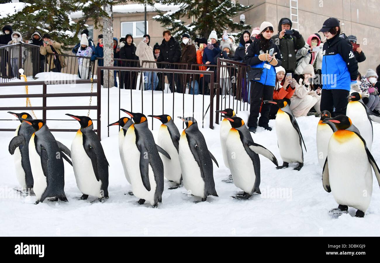Penguins walk on the snow as visitors watch at Asahiyama Zoo in ...