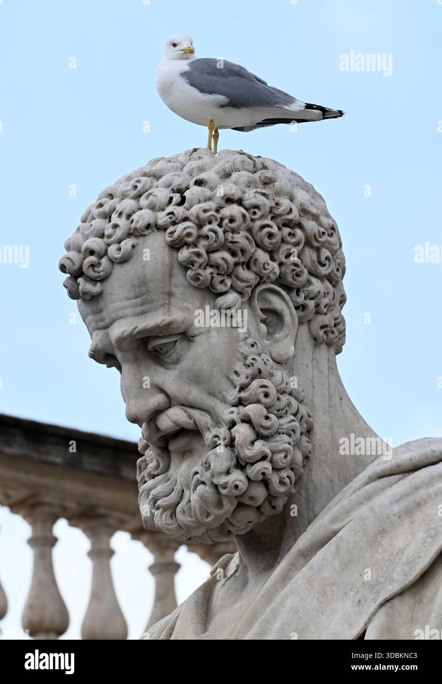 A seagull stays on the statue of Saint Peter during the weekly general ...