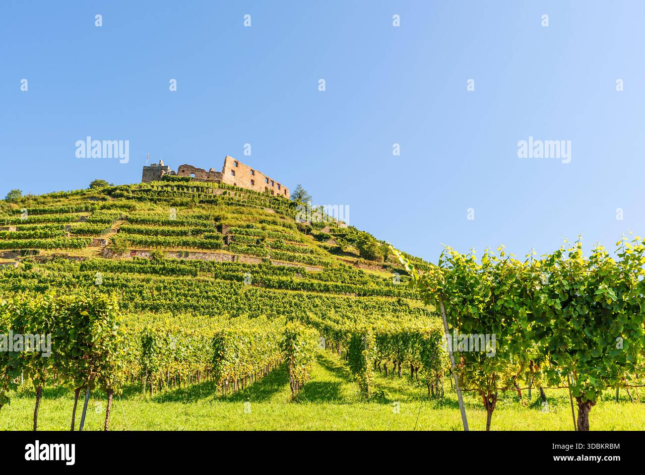 The ruins of staufen castle tower over the vineyard terraces hi-res ...