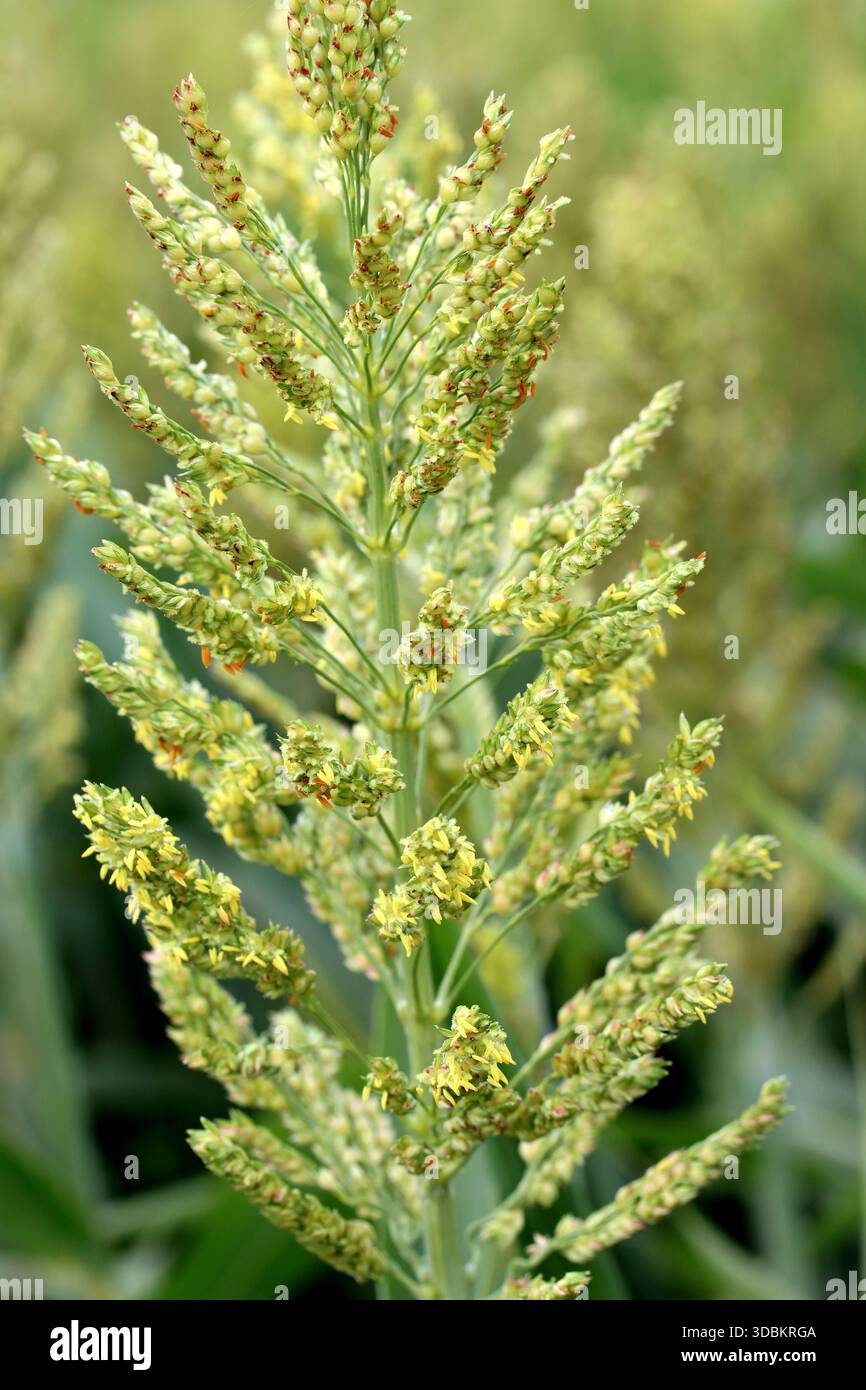 Grain sorghum field broomcorn milo hi-res stock photography and images ...