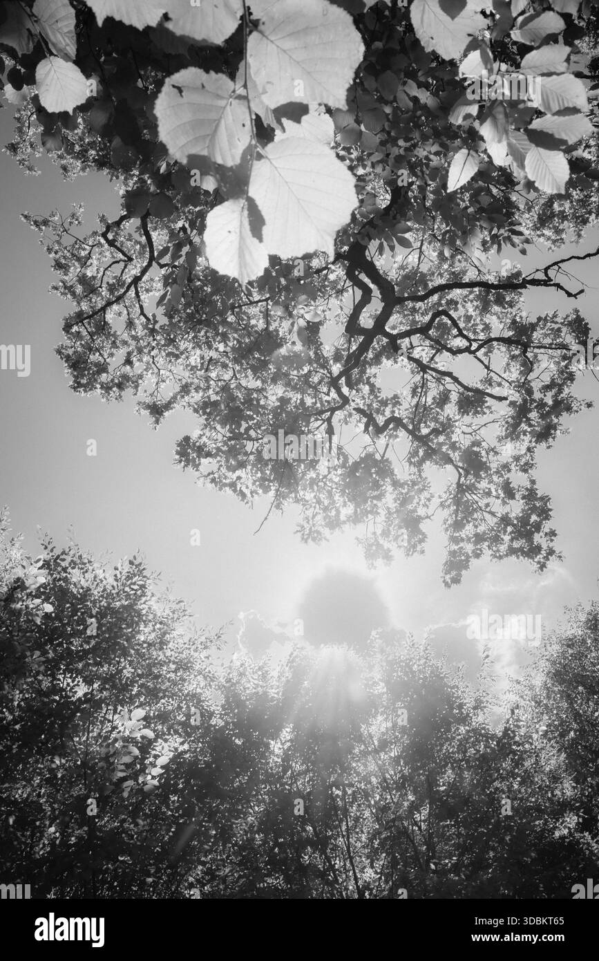 Black white picture back Black and White Stock Photos & Images - Alamy