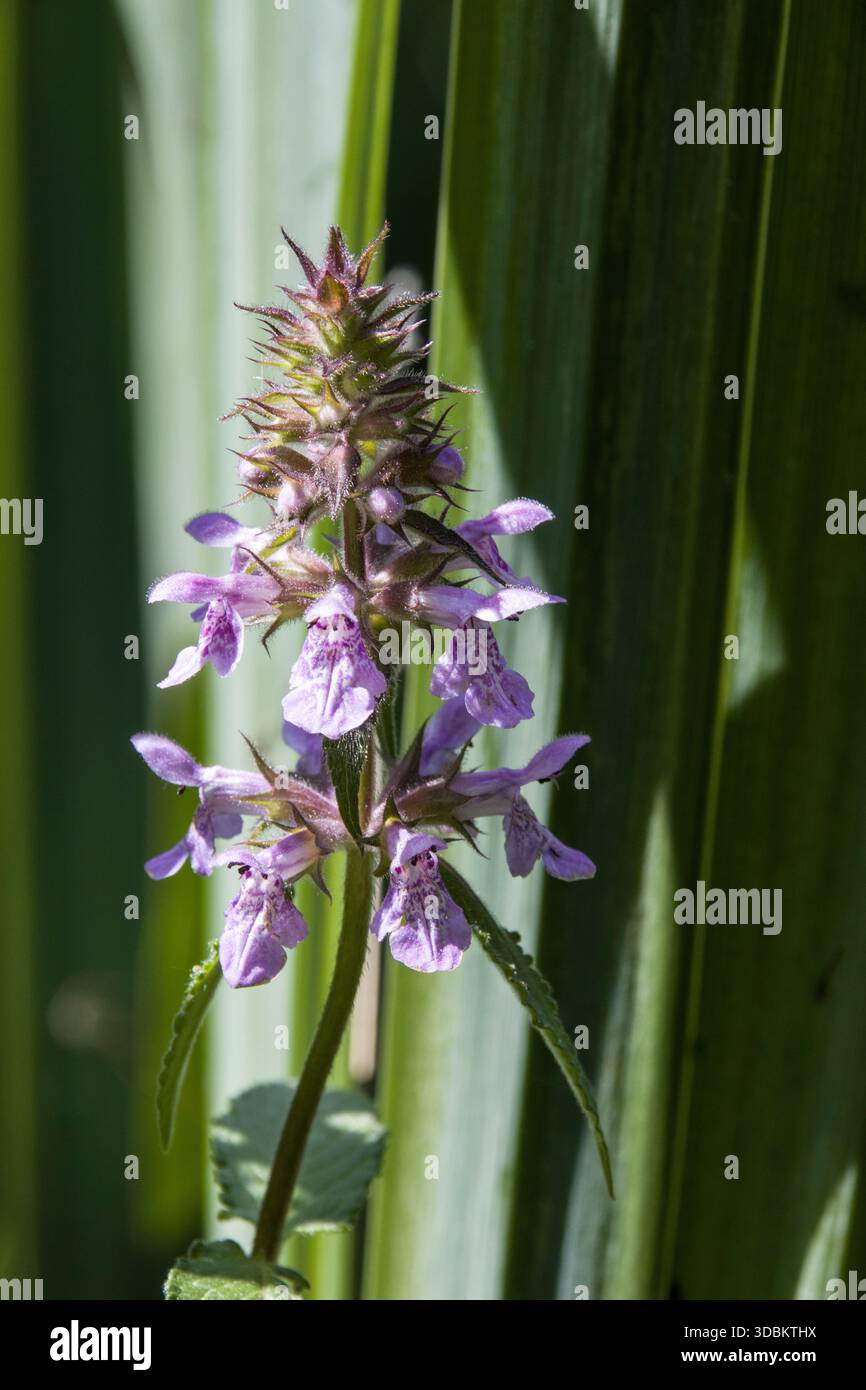Marsh willow (Stachys palustris), also known as pig turnip Stock Photo ...