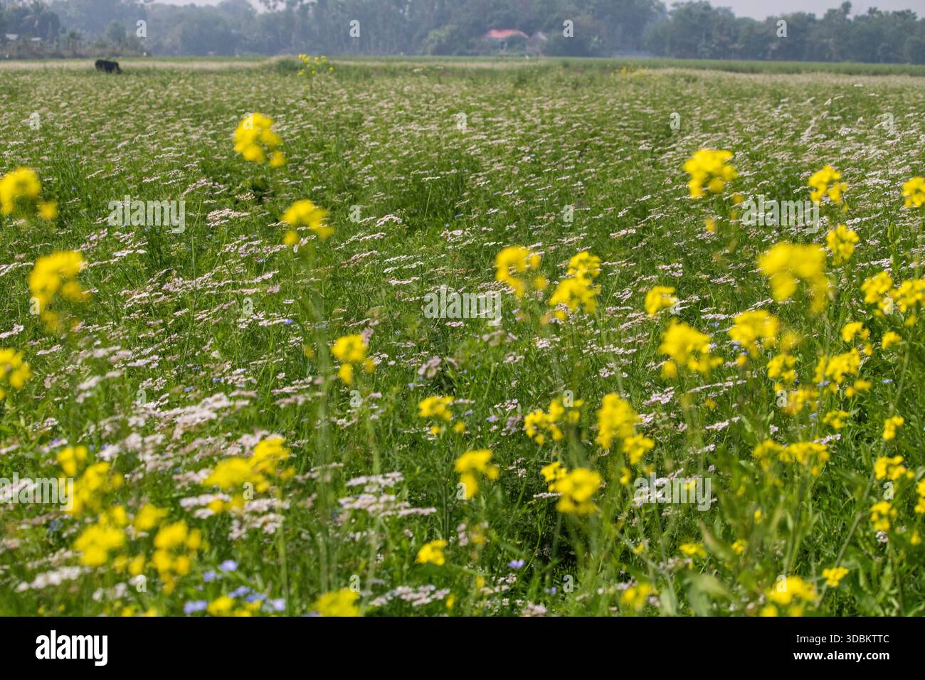 Closeup small coriander plant hi-res stock photography and images - Alamy