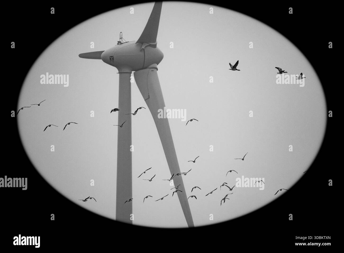 Dangerous birds Black and White Stock Photos & Images - Alamy