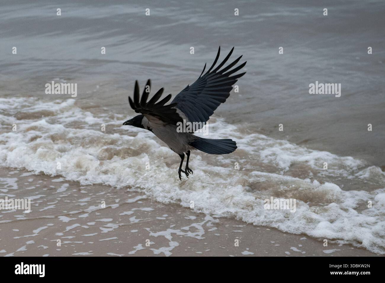 On the run - A flying hooded crow Stock Photo - Alamy