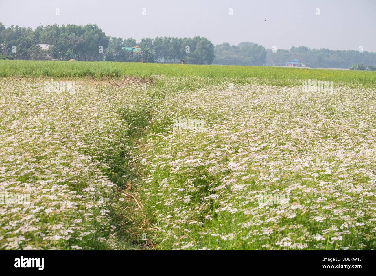 Closeup small coriander plant hi-res stock photography and images - Alamy