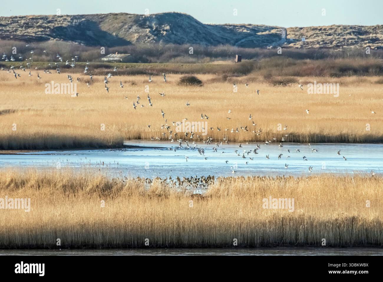 Flock of dunlins Stock Photo - Alamy