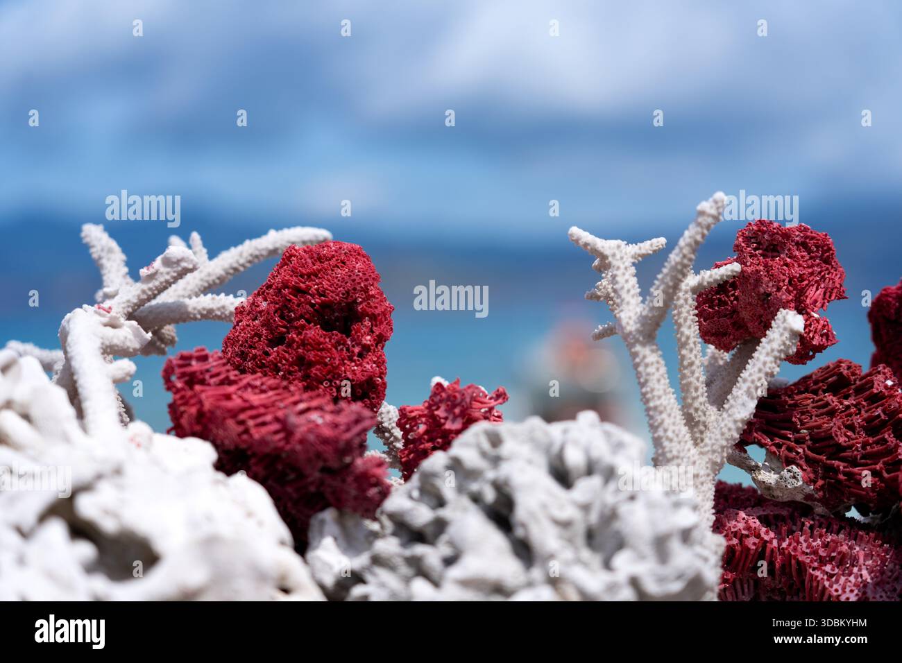 The red coral reef pieces of microscopic living named Foraminifera ...