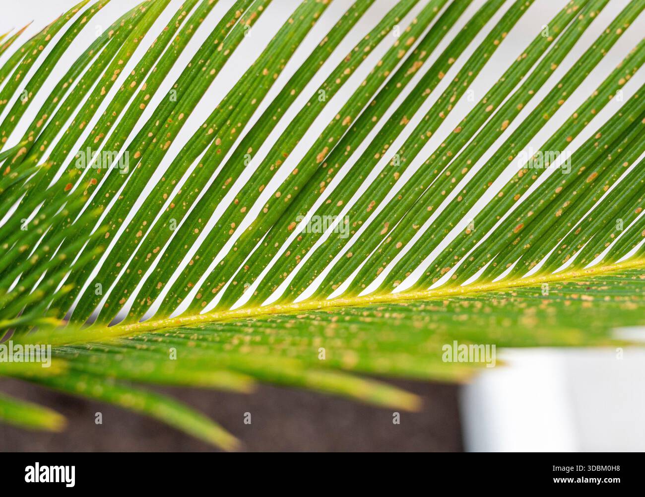 Close up of a cycas revoluta leaf showing signs of fungal infection ...