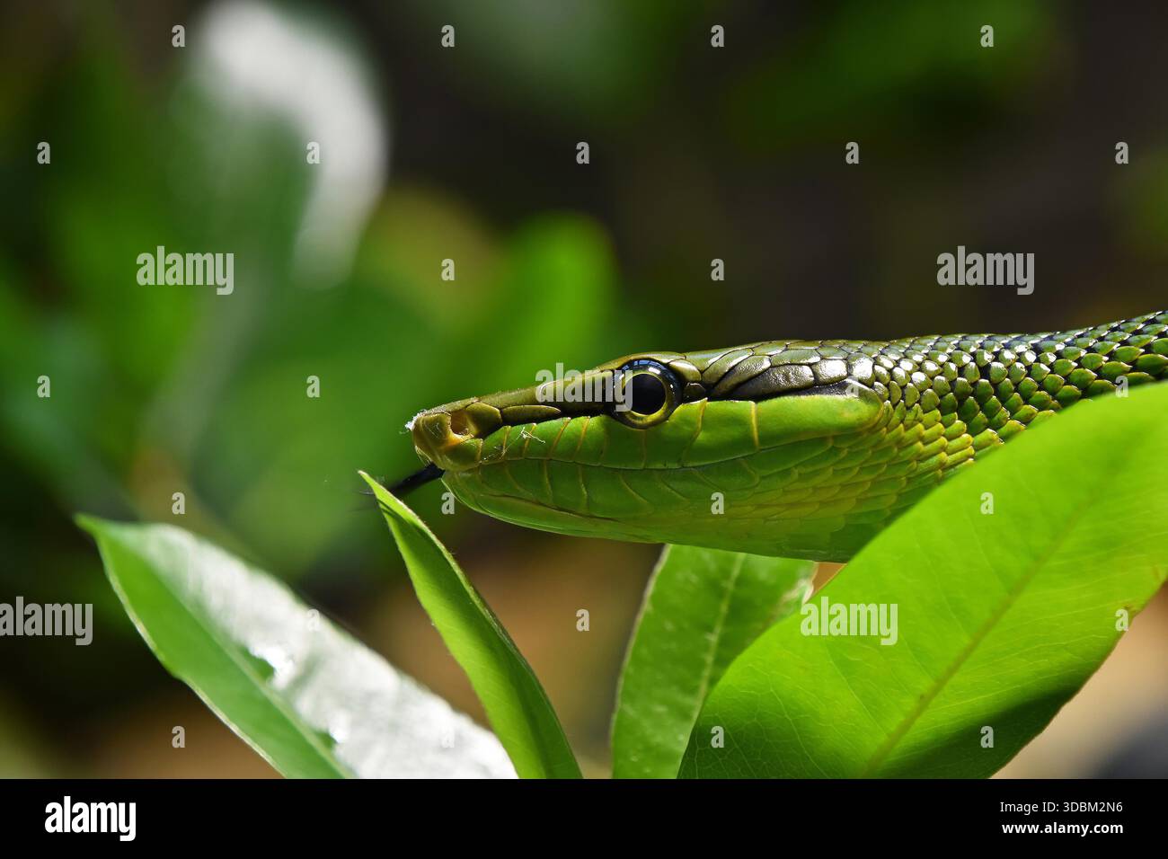 Close up Gonyosoma oxycephalum, known commonly as the arboreal ratsnake ...
