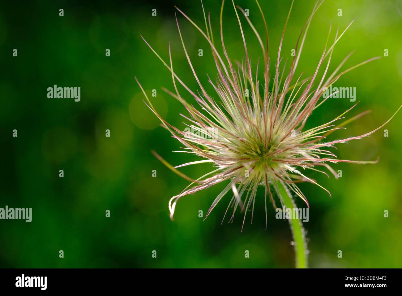 Fruit of the common pasque flower (Pulsatilla vulgaris), plant genus ...