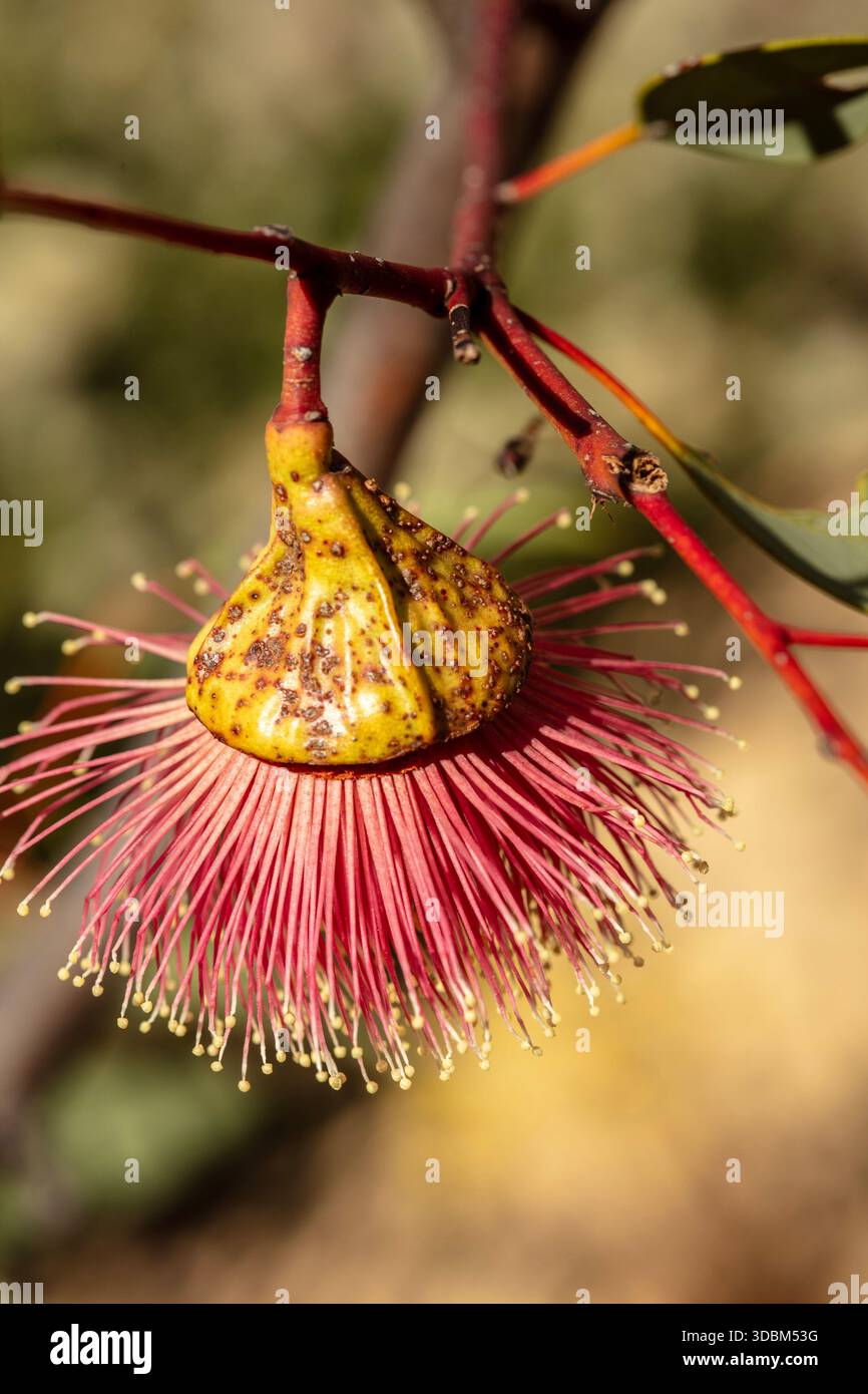 Sessile stalkless buds and fruit hi-res stock photography and images ...