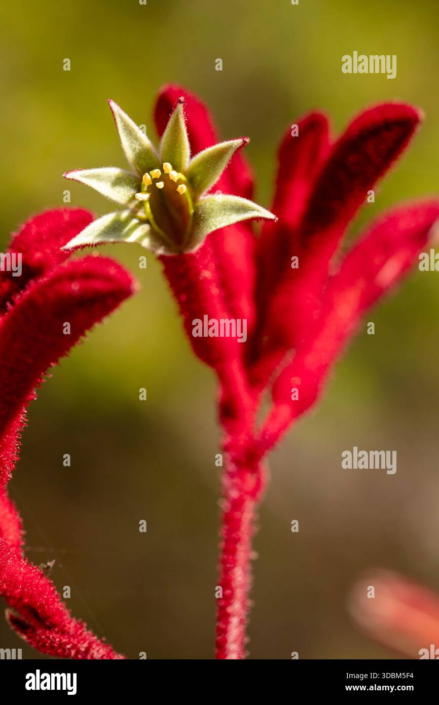 natural close up flowering plant portrait of the West Australian ...