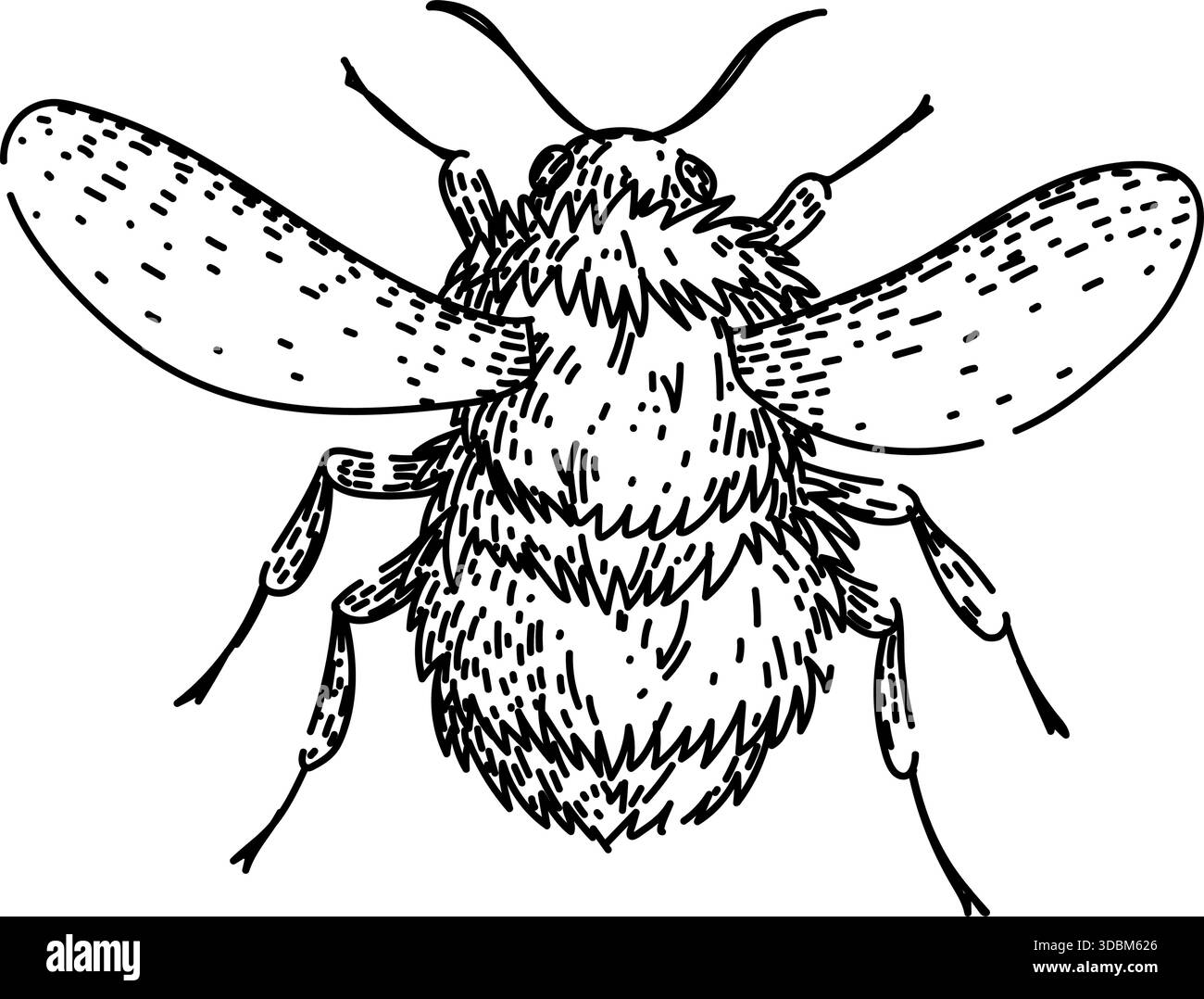Bumblebee insect drawing line art isolated white Stock Vector Image ...