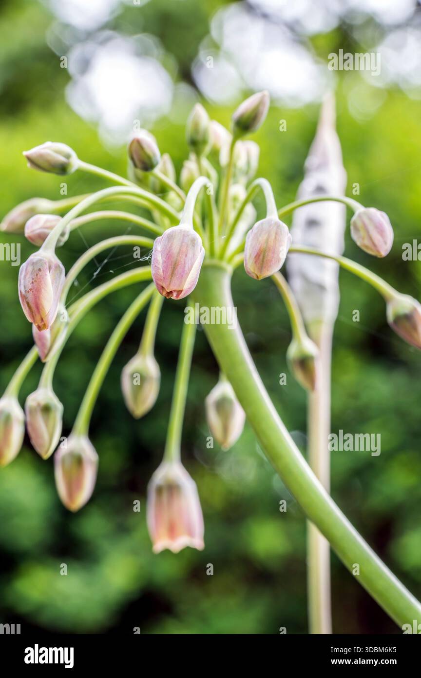 Sicilian honey garlic in bloom hi-res stock photography and images - Alamy