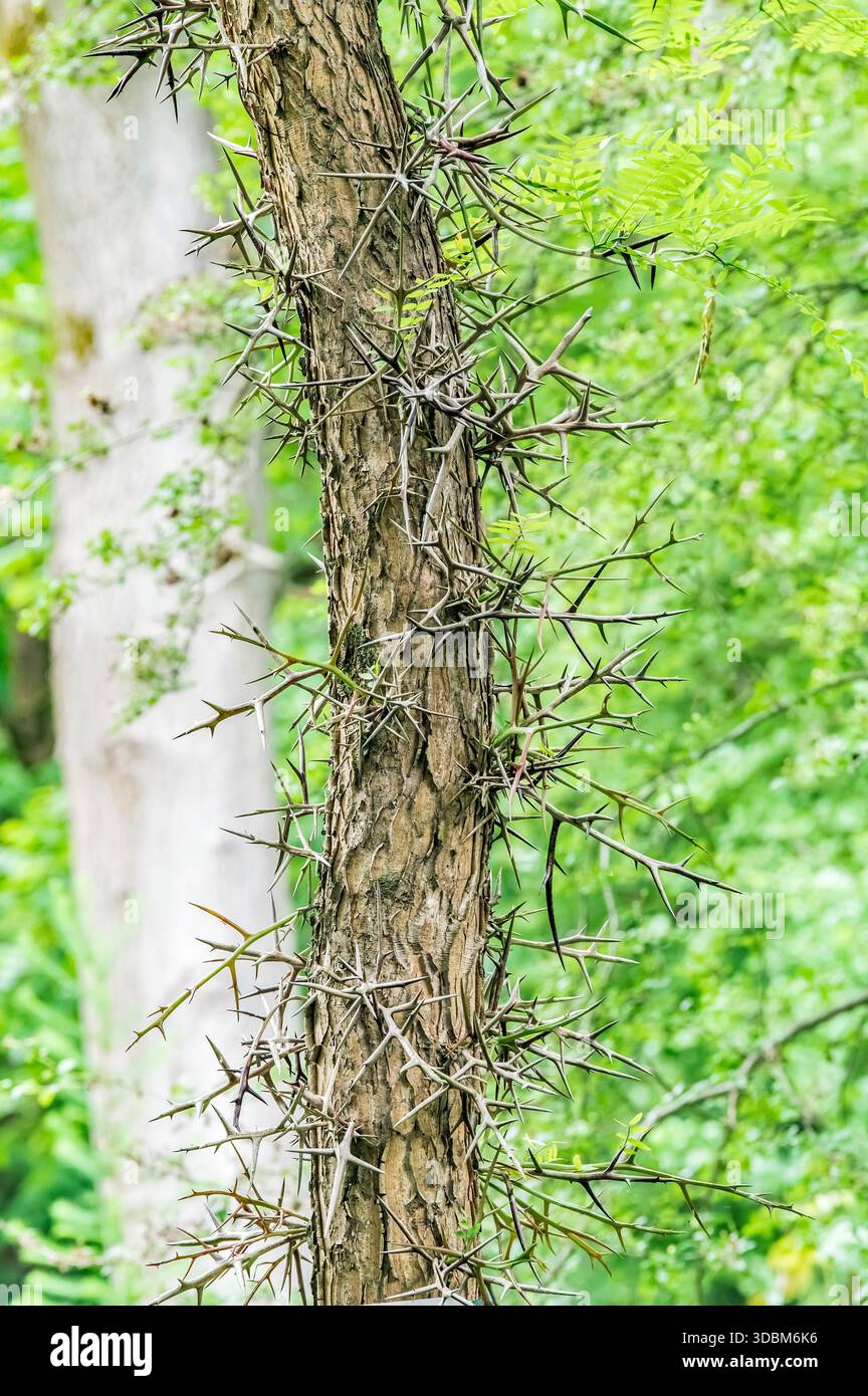 Leather sleeve tree hi-res stock photography and images - Alamy