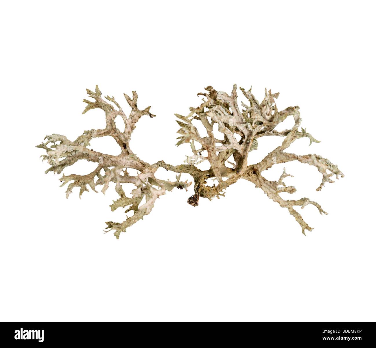 Natural lichen isolated on white background, horizontal organic form ...