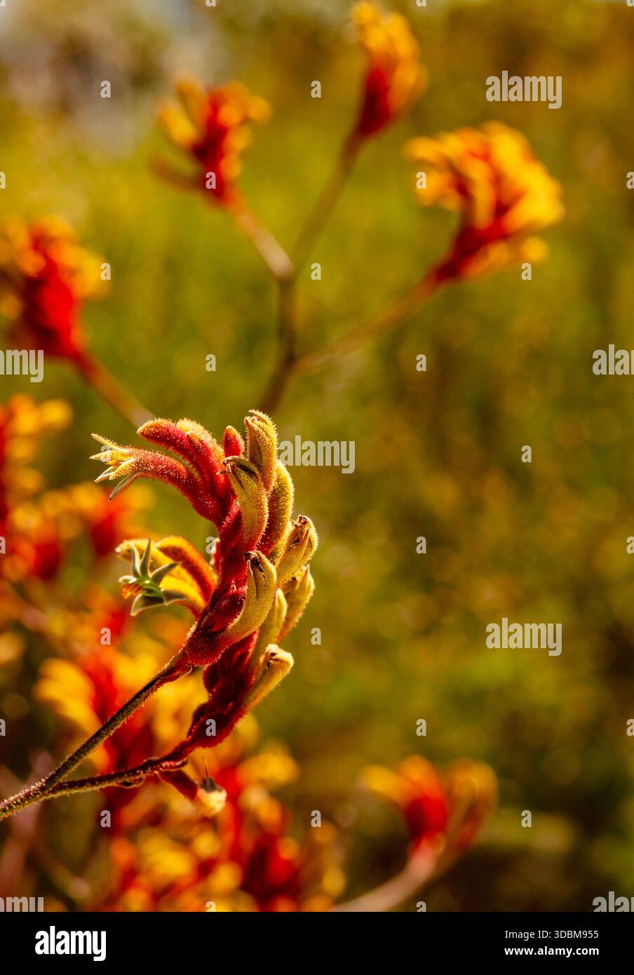 natural close up flowering plant portrait of the West Australian ...