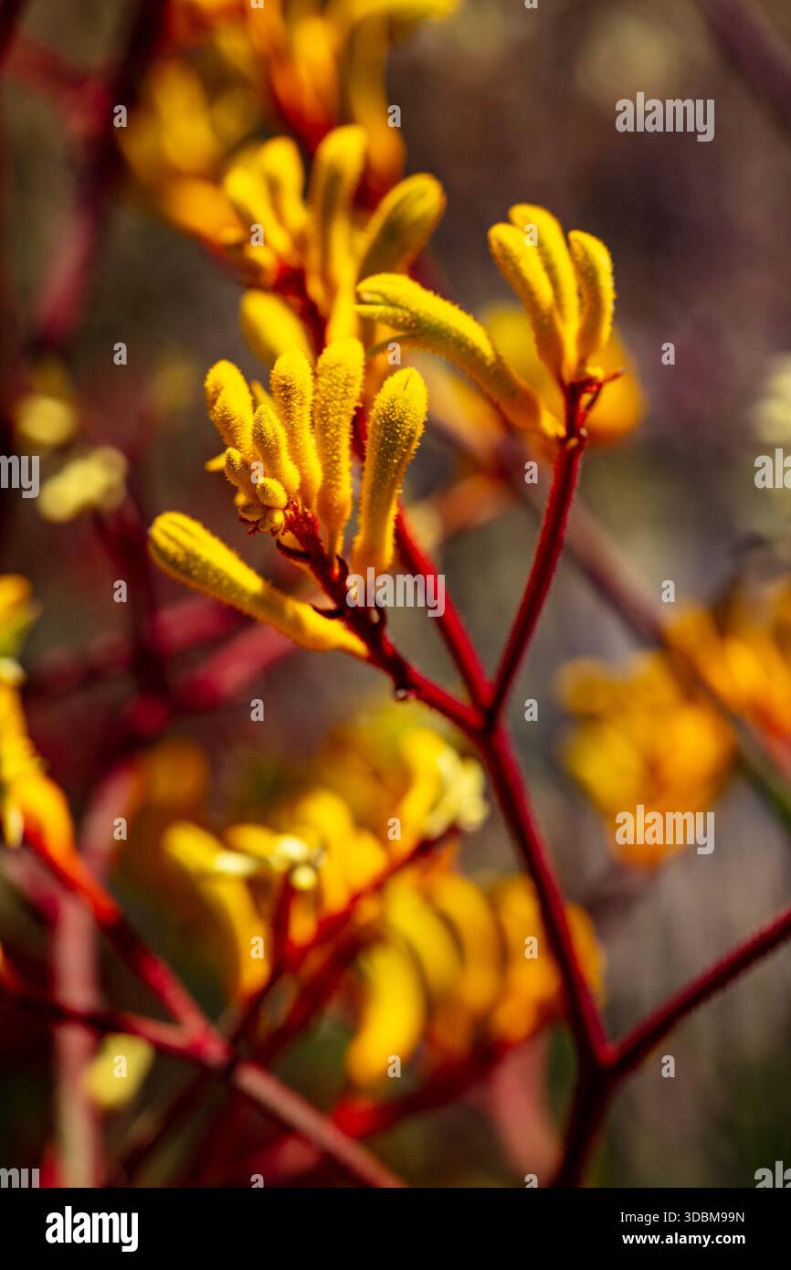 natural close up flowering plant portrait of the West Australian ...