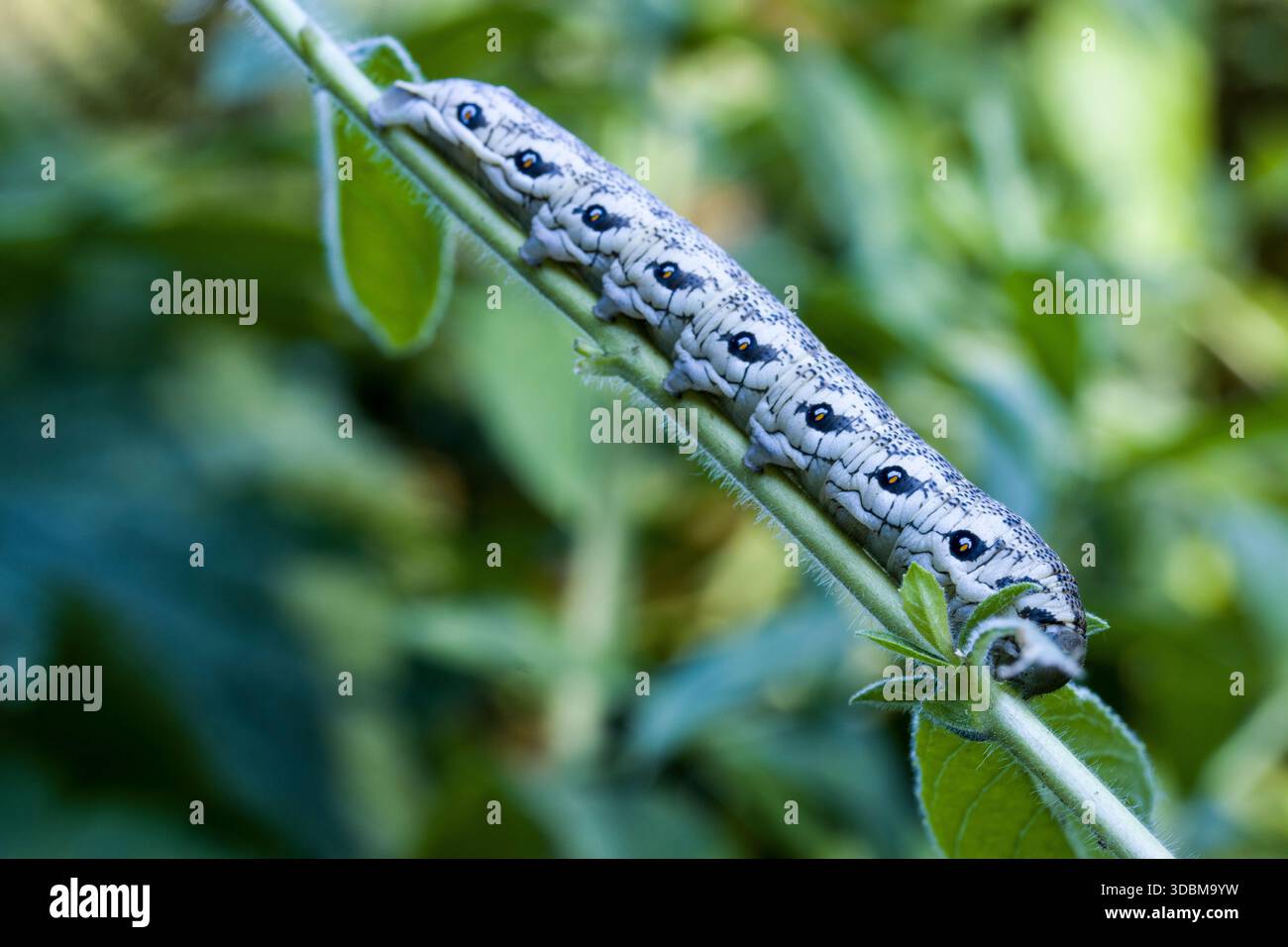 Caterpillar of the evening primrose hawkmoth proserpinus proserpina on ...