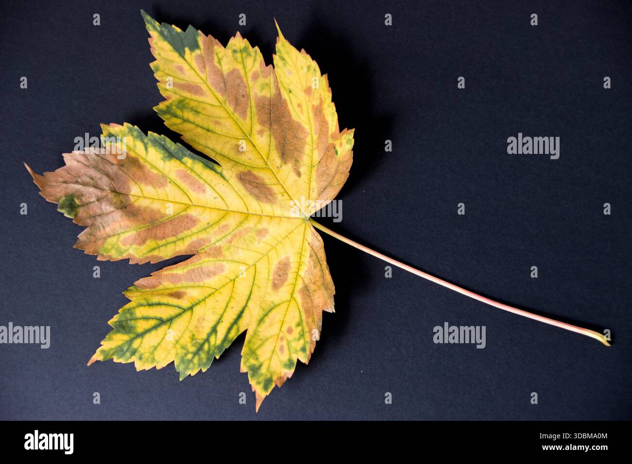 Leaf of a sycamore (Acer pseudoplatanus) with autumn coloration in dry ...