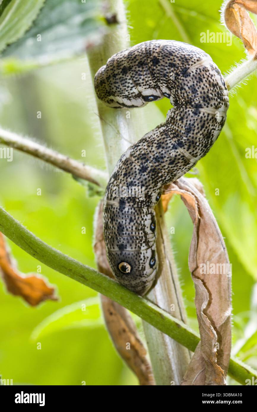 Caterpillar of the evening primrose hawkmoth proserpinus proserpina on ...