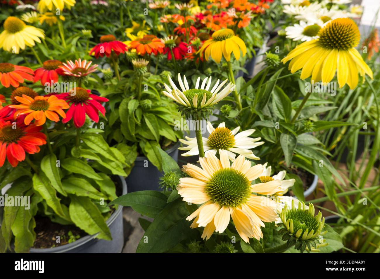 Gerbera daisy flower nursery hi-res stock photography and images - Alamy