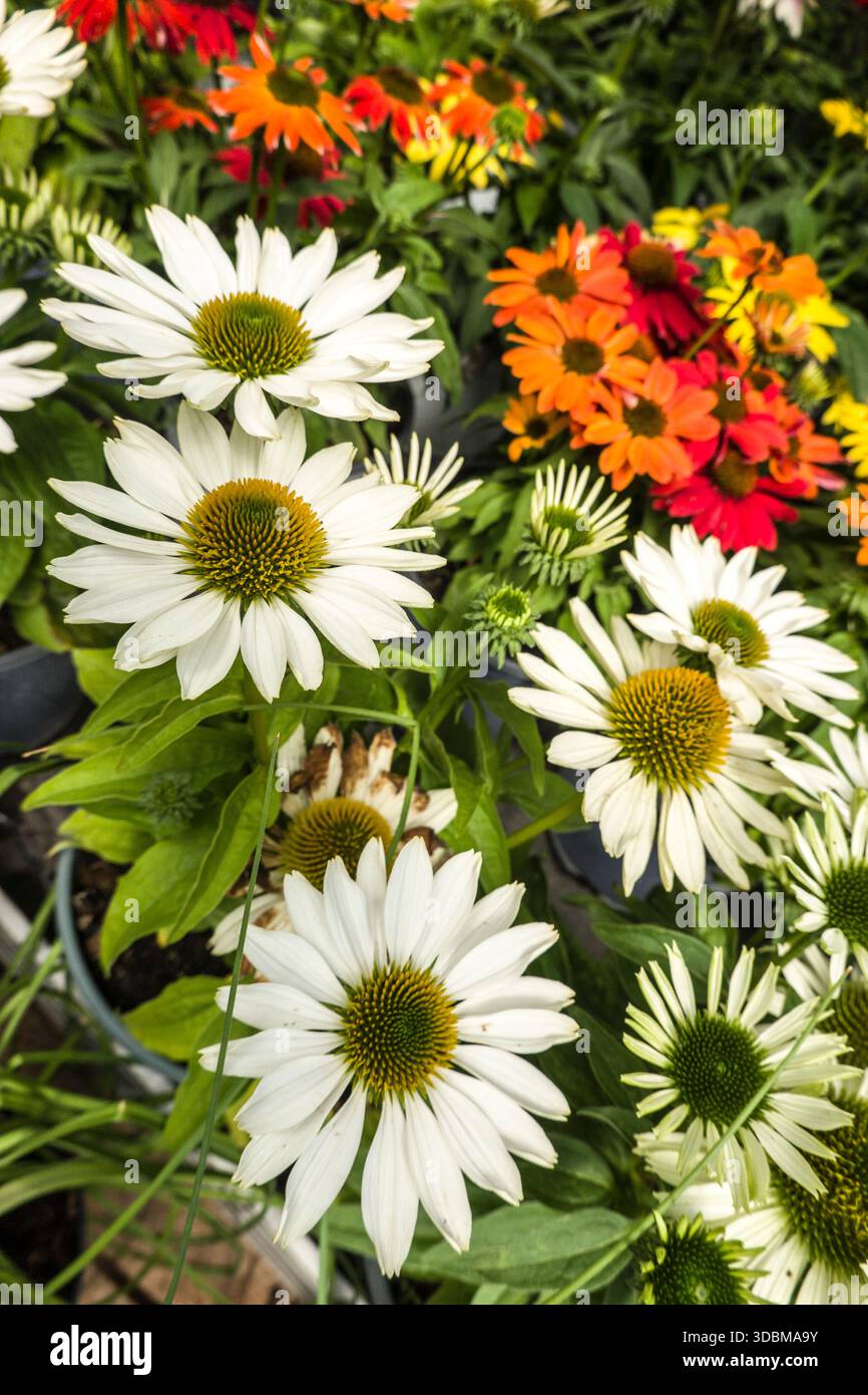 Gerbera daisy flower nursery hi-res stock photography and images - Alamy