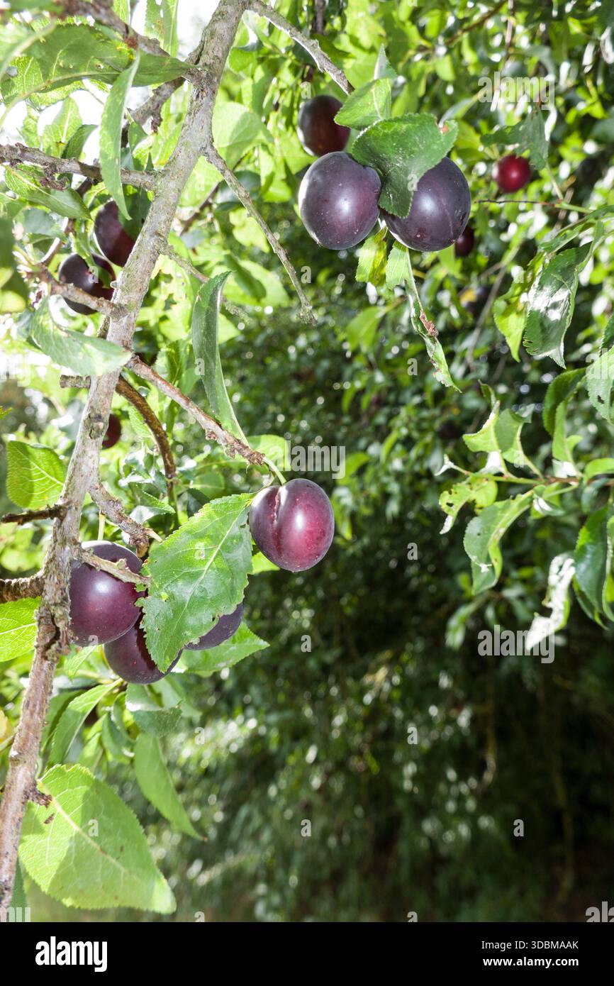 Cherry plum (Prunus cerasifera), also known as myrobalan - ripe fruit ...