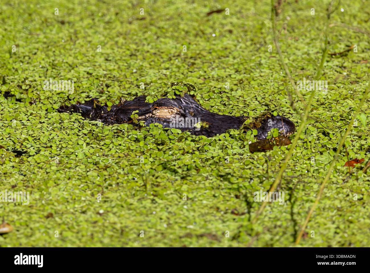 Alligator floating in marsh hi-res stock photography and images - Alamy