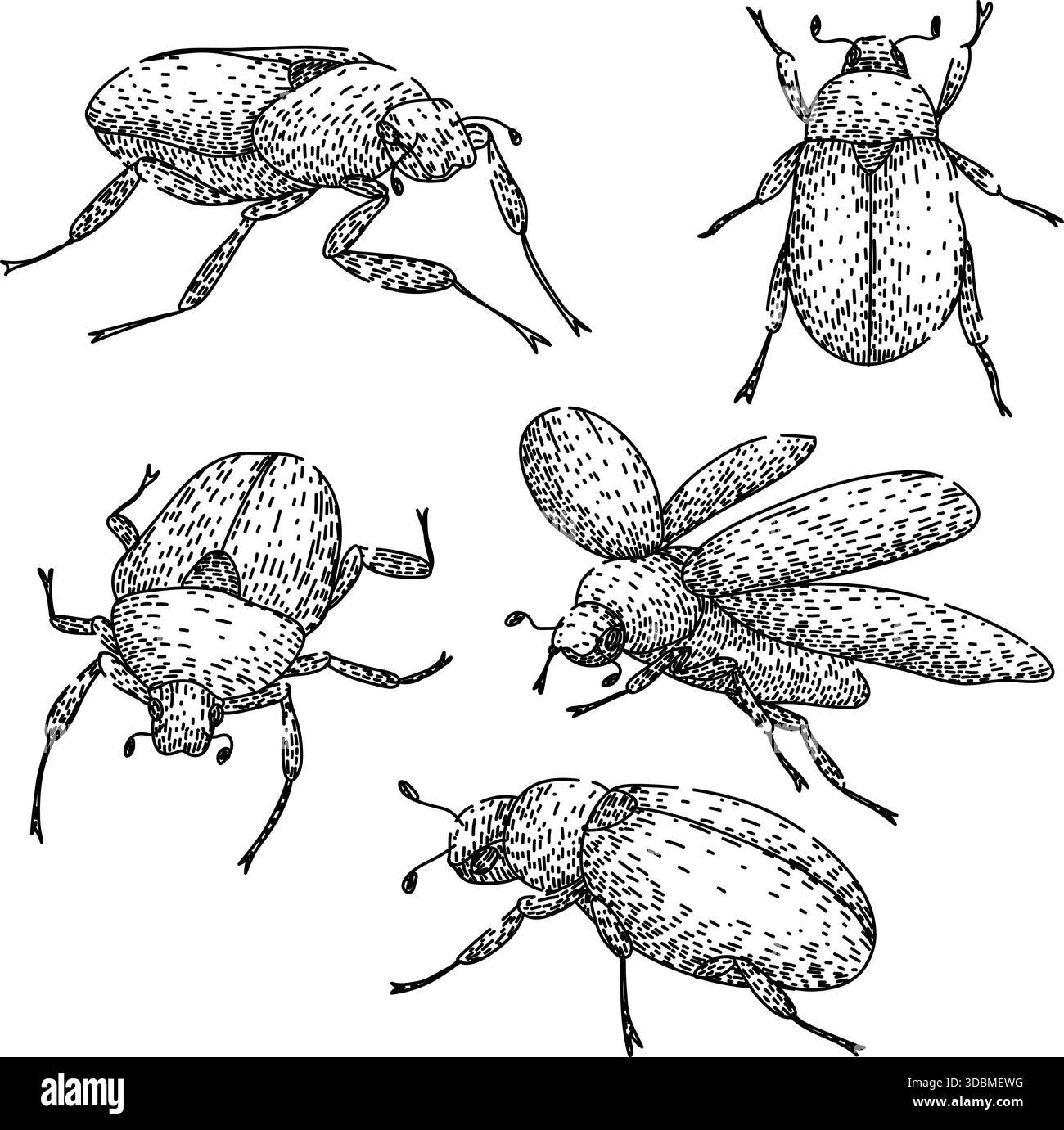 Engraving detailed anatomy Black and White Stock Photos & Images - Alamy