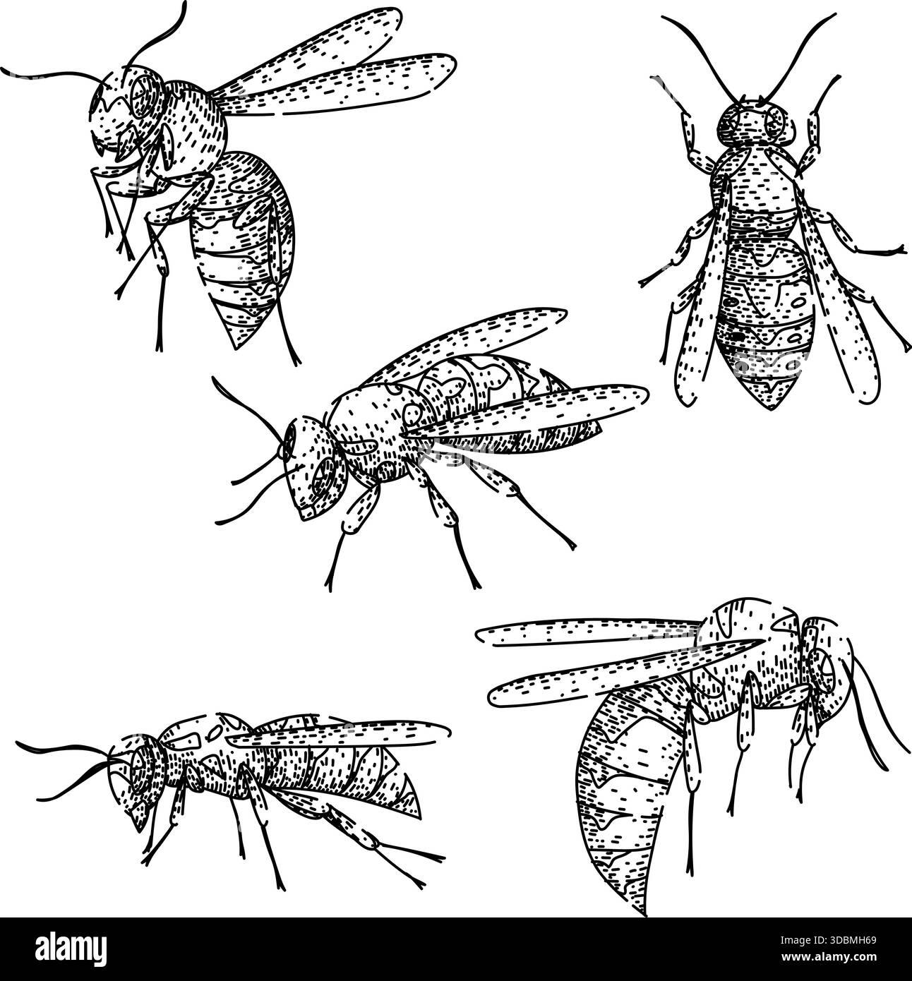 Natural history insect Black and White Stock Photos & Images - Alamy