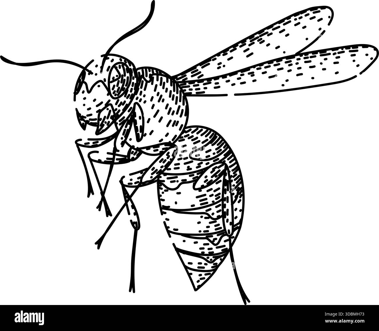Wasp illustration anatomy Stock Vector Images - Alamy