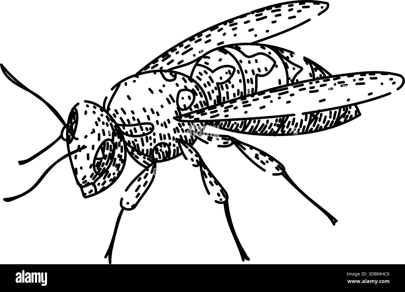 Wasp insect hand drawn detailed line art sketch Stock Vector Image ...