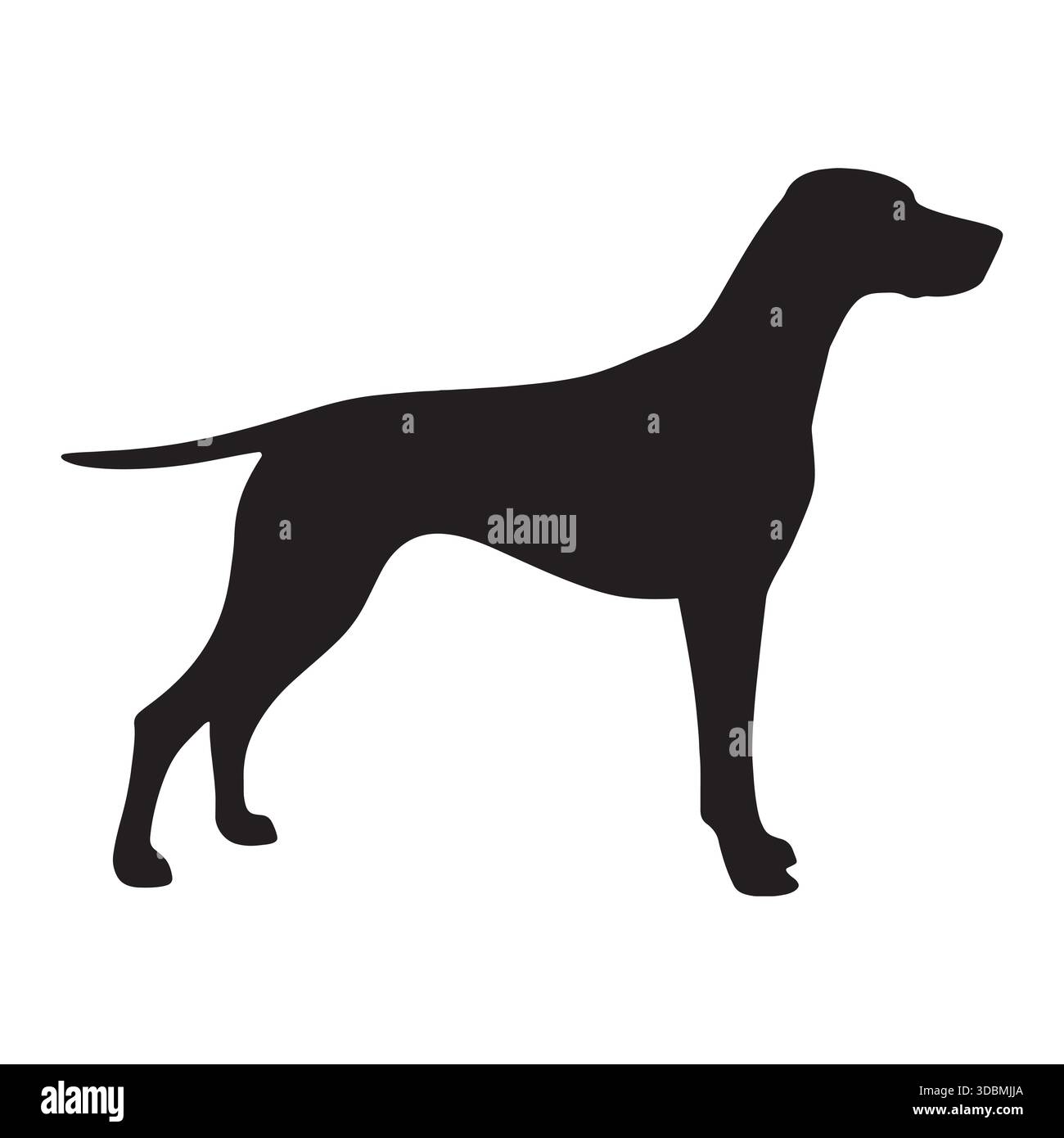 Shorthaired vector vectors Black and White Stock Photos & Images - Alamy